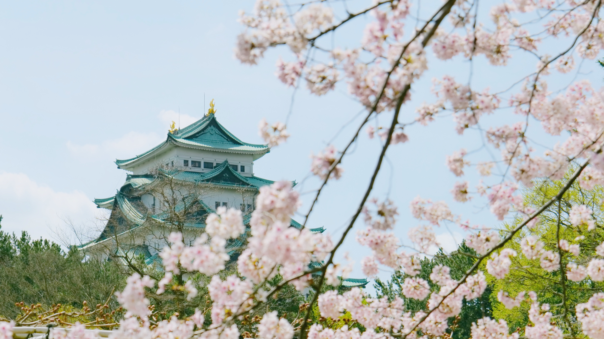 Nagoya Castle Spring Festival 2026: Cherry Blossoms, Events & Tips ...